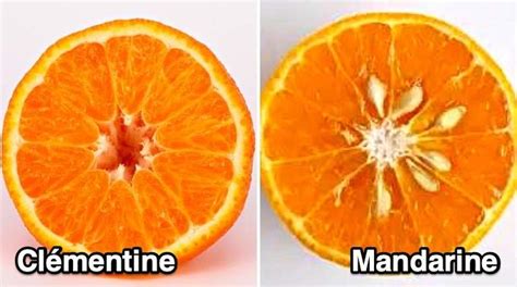 Quelle Différence Entre une Mandarine et une Clémentine LAstuce Pour