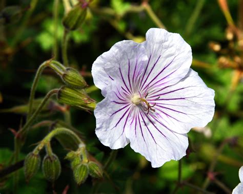 Geranium Himalayense Alaska Rivers Syn Derrick Cook Bare Roots