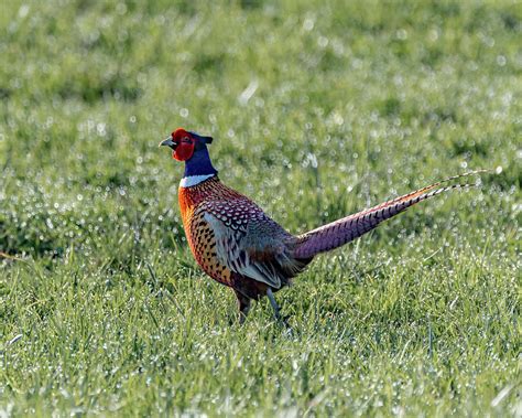 Ring Necked Pheasant Photograph By Ron Suich Fine Art America