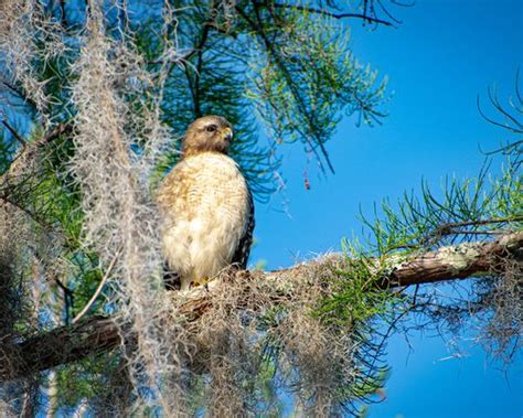 Red Tailed Hawk Vs Red Shouldered Hawk What Are The… Birdfact