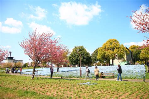 舎人公園にあるネモフィラ花壇が見頃でした川口マガジン