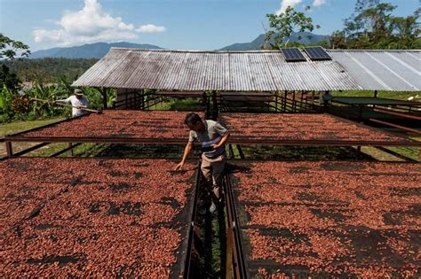 Exportaciones De Cacao Crecen 5648 Hasta Mayo De 2025