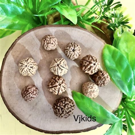Jual Biji Bijian Biji Cemara Biji Lontar Bulat Dan Lonjong Bunga Pinus Cemara Pine Cone