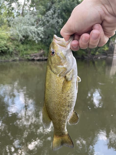 Mini Buzzer Caught Me A Lot Of Small Mouth Today Out Wading In A Creek Thought Id Share A Few