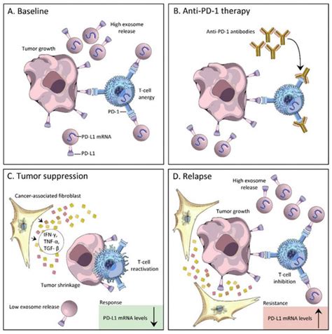 Microbiota And Extracellular Vesicles In Anti Pd 1pd L1 Therapy