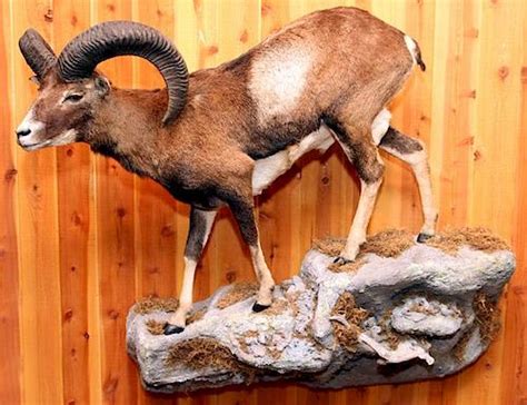 European Mouflon Sheep Full Body Mount For Sale At Auction On 20th May