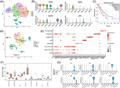 Characterisation Of Myeloid Cell Subpopulations A T‐sne Plot Showing
