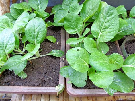 Simply Homebased Mom The Practical Filipina Gardening Planting