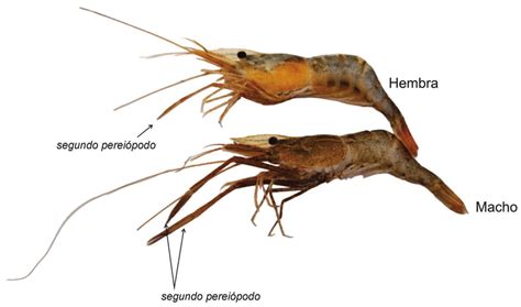 Ejemplares Macho Y Hembra De Macrobrachium Borellii Donde Se Observa El Download Scientific