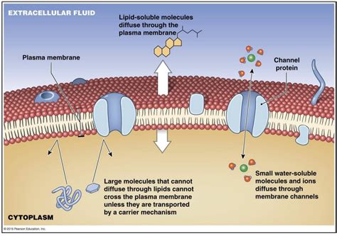 Sperm Cell Definition Structure Functions Biology Notes Online