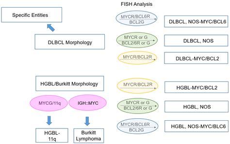 Large B Cell Lymphomas In The 5th Edition Of The Who Classification Of