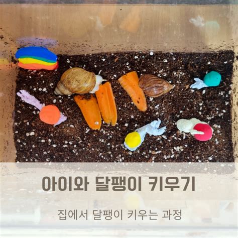 아이와 집에서 달팽이 키우는 과정 달팽이 먹이와 관리방법 네이버 블로그