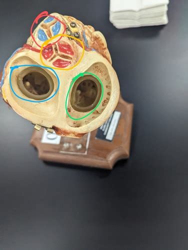 Biol 224 Lab 1 Models Flashcards Quizlet