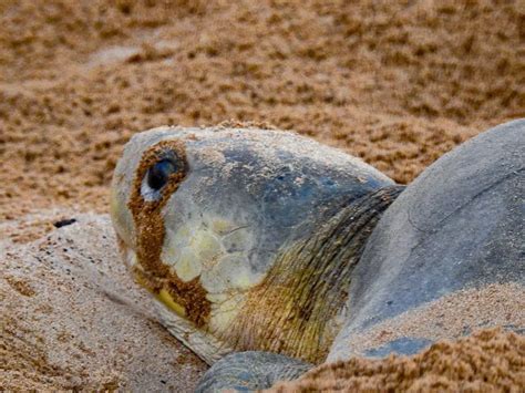 Turtle Tracks The Journey To Bare Sand Island Aussie Mob