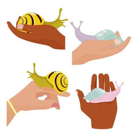 200개 이상의 Achatina 스톡 일러스트 Royalty Free 벡터 그래픽 및 클립 아트 Istock