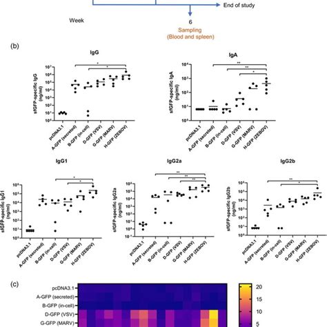Immunization Of Ev‐gfp‐producing Plasmids Enhances Antigen‐specific Download Scientific Diagram