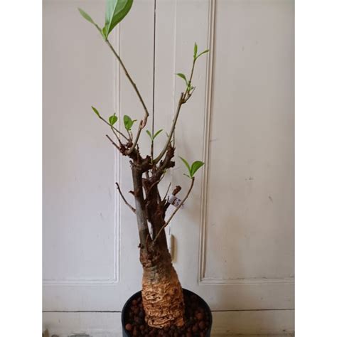 NY Baobab Africain Adansonia Digitata De 20 Ans