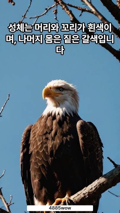 흰머리독수리는 무엇인가 교육 지식 흰머리독수리 독수리 조류 하늘 Youtube