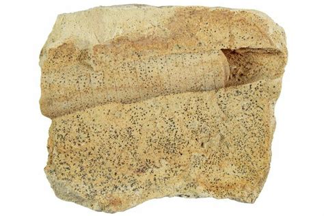 1 65 Ordovician Cephalopod Proteoceras Fossil Wisconsin 224857