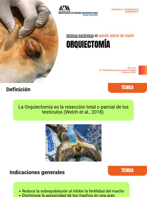 Orquiectomia Pdf Medicina Especialidades Medicas