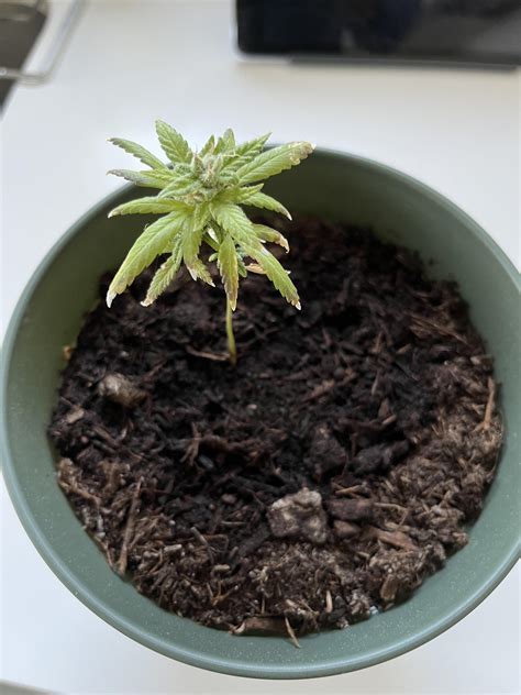 First Time Grower Its Been Like This For Almost 2 Month Now Any