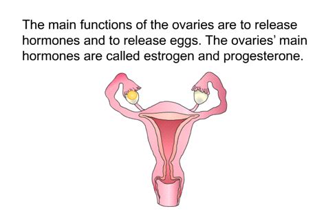 Balloon Endometrial Ablation And Hysteroscopy