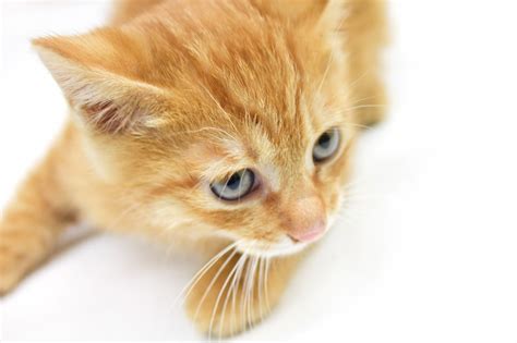 可愛い子猫の無料の写真素材 Id2154｜フリー素材 ぱくたそ