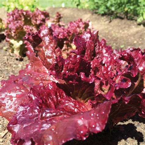 Ruby Red Leaf Lettuce Red Leaf Lettuce Seeds Green Lettuce