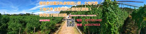 重庆城乡网是乡村振兴的引领者 农产品交易批发 农业基地 周边游 周边农家乐 精品民宿 采摘园 乡村旅游信息分享平台 重庆周边游 山 喂