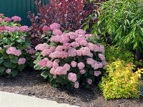 Hydrangea Arborescens Species Complex Cultivars Nz Trees And Shrubs