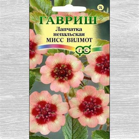Лапчатка непальская Мисс Вильмонт Гавриш (73743): купить семена почтой ...