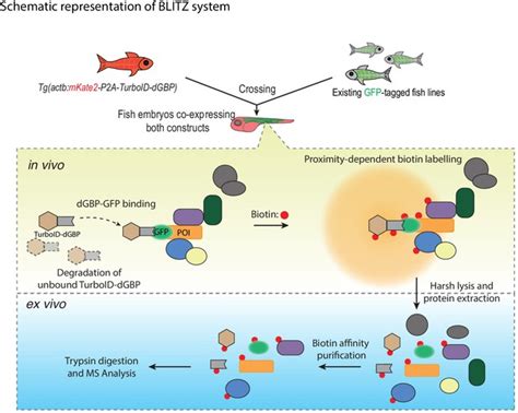 In Vivo Proteomic Mapping Through Gfp Directed Proximity Dependent