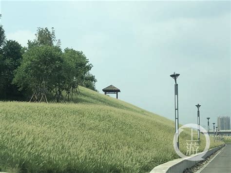 发现重庆之美丨荒坡变公园 跳磴河草海湾的清凉 快来感受下 九龙坡区