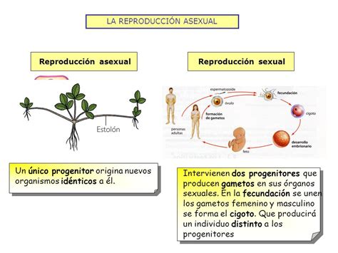 Cuadros Comparativos Sobre Reproducción Sexual Y Asexual Cuadros