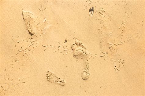 해변의 모래에 사람들의 조류 트랙과 발자국 맨 위 보기입니다 고독 개념에 대한 스톡 사진 및 기타 이미지 고독 개념 맨발