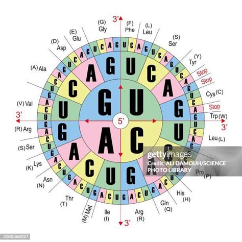 Codons Photos And Premium High Res Pictures Getty Images