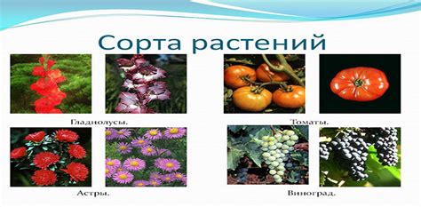 Методы и способы борьбы с вредителями и болезнями растений