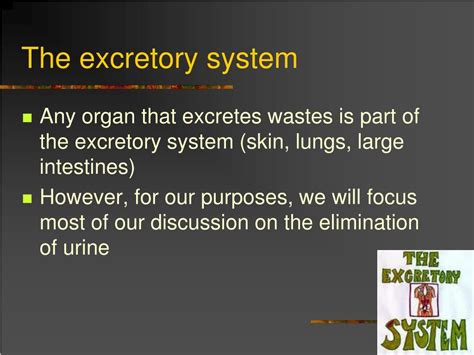 Difference Between Egestion And Excretion Are Explained In Detail