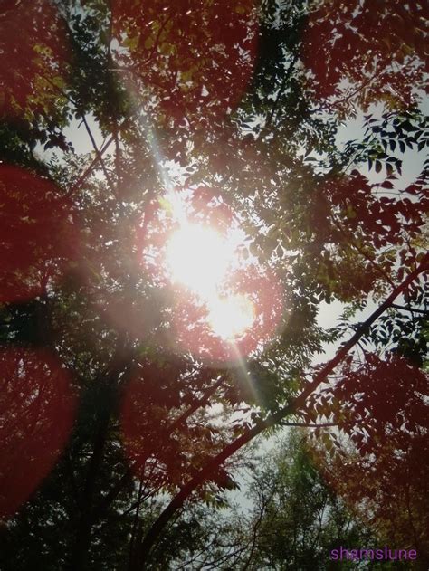 Sunlight Filtering Through Trees