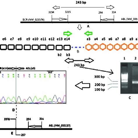 Fish Analysis Using Lsi Bcrabl Dual Color Dual Fusion Probe Set