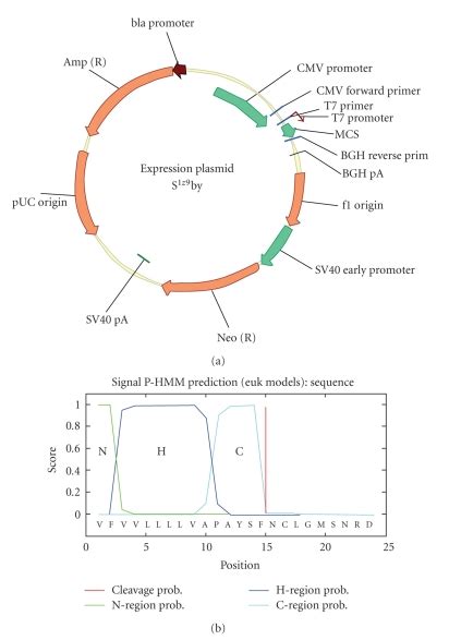 A A Basic Expression Plasmid Showing The Cmv Promoter Multiple