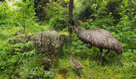 Victoria S Tower Hill Wildlife Reserve Is Home To An Extinct Volcano