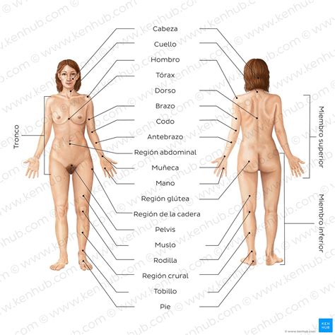 Partes Del Cuerpo Humano Por Dentro