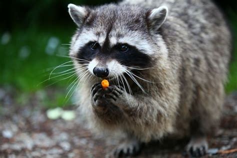 What Eats Raccoons Find Out Here All Animals Guide