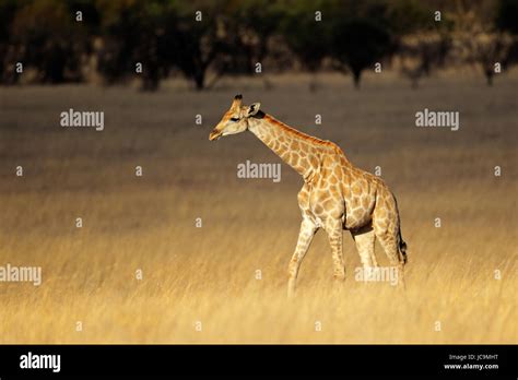 Giraffe Giraffa Camelopardalis In Open Grassland South Africa Stock