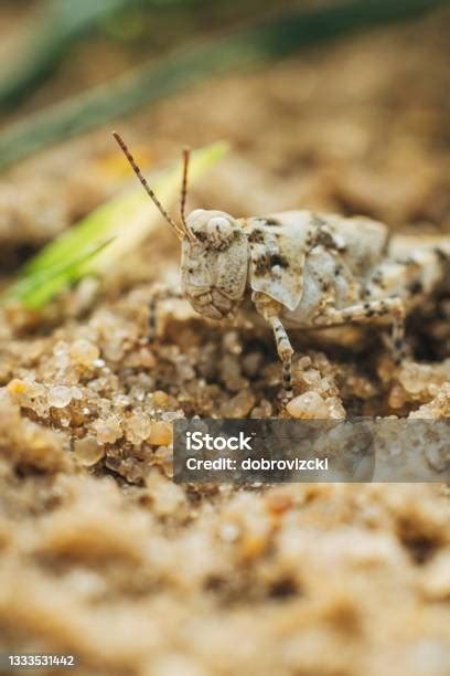 Belalang Besar Bersembunyi Dan Menyamar Dengan Latar Belakang Permukaan