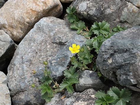 Geum Calthaefolium Var Nipponicum