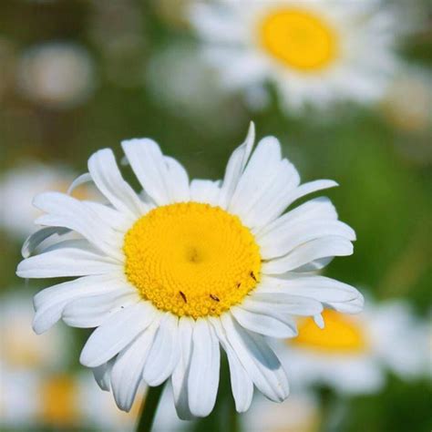 Photo Daisy Andy
