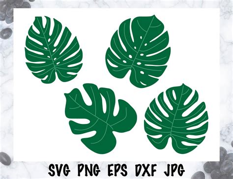 Big Leaves SVG Tropical Leaves Svg Exotic Leaves SVG File Floral SVG
