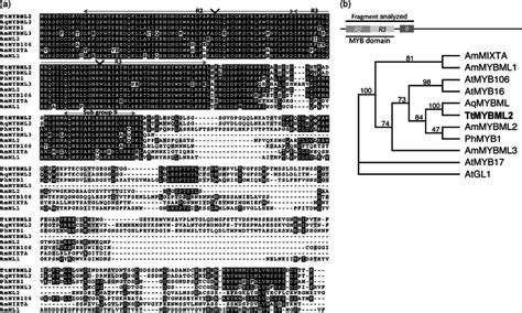 Amino Acid Alignment And Phylogeny Of Thalictrum MYB MIXTA Like2